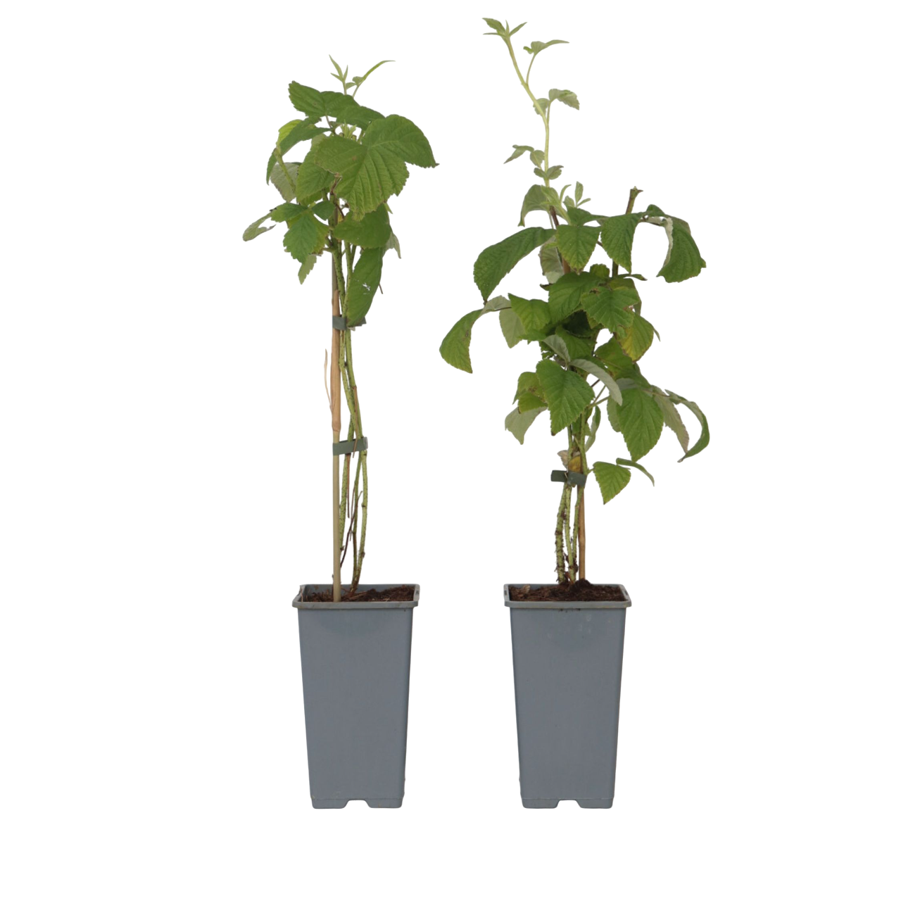 Raspberry plant - 2 pcs. - Rubus idaeus 'Malling Promise' - H50-60cm ...