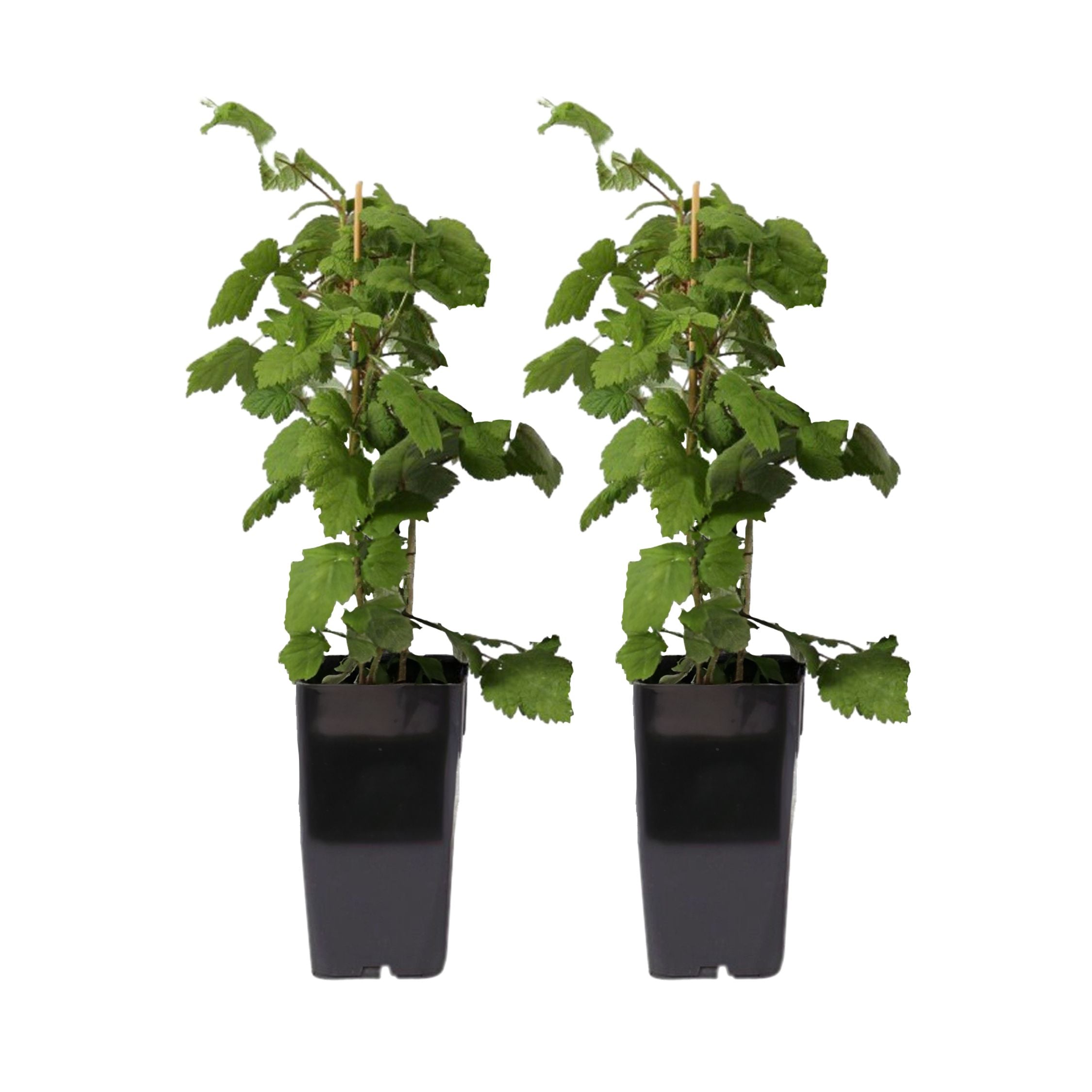 Japanese wineberry - Set of 2 - Rubus phoenicolasius - Height 50-60cm ...