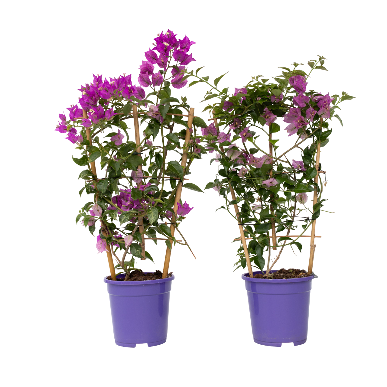 Paper Flower - 2 pcs. - Bougainvillea 'Alexandra' - Height 50-60cm ...
