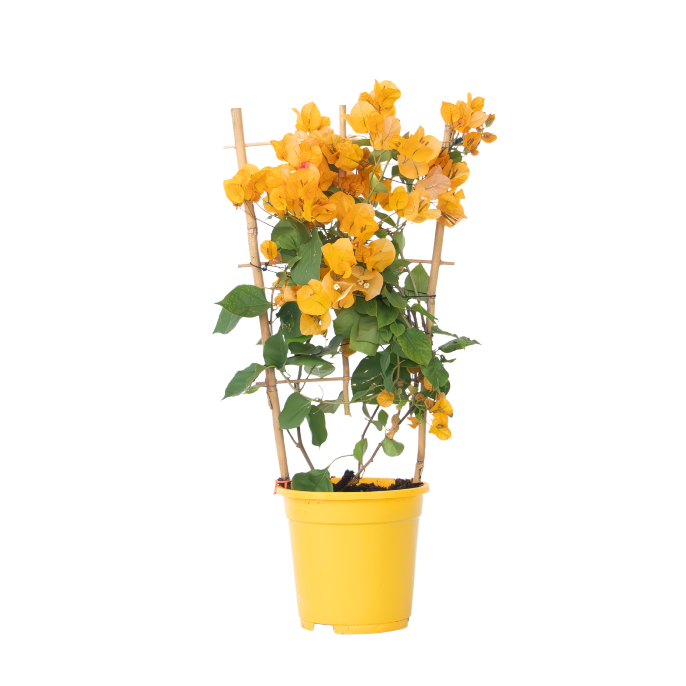 Paper Flower - Bougainvillea 'Dania' - Height 50-60cm - ⌀17cm – Plant ...