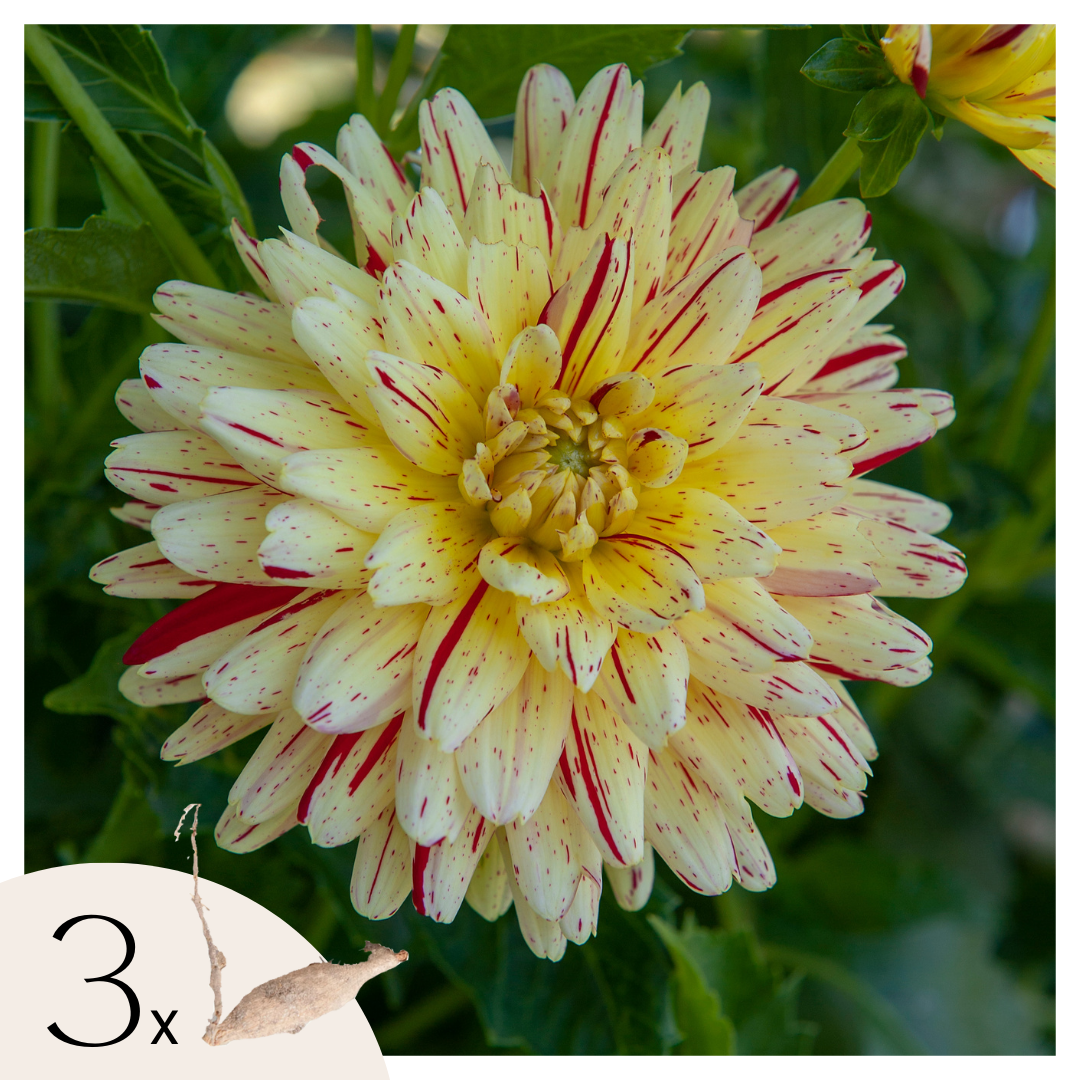 Dahlia tubers - 3 pcs. - Dahlia 'Cambridge' - Flower Bulbs – Plant in a ...