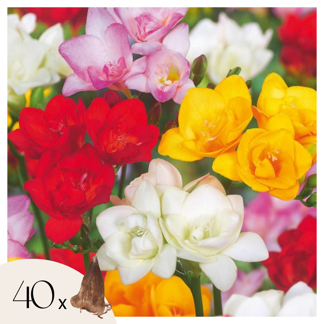 Spring Bulbs - 40 pcs. - Freesia Mix - Flower Bulbs – Plant in a Box UK