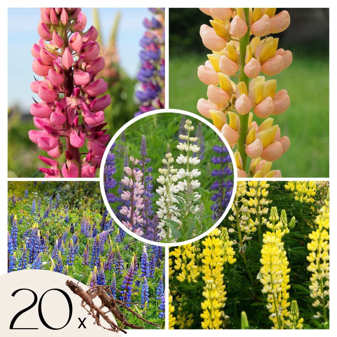 Lupine - 20 pcs. - Lupinus - Root balls – Plant in a Box UK