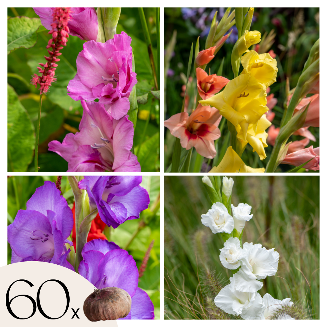 Sword Lily - 60 pcs. - Gladiolus Mix - Flower Bulbs – Plant in a Box UK