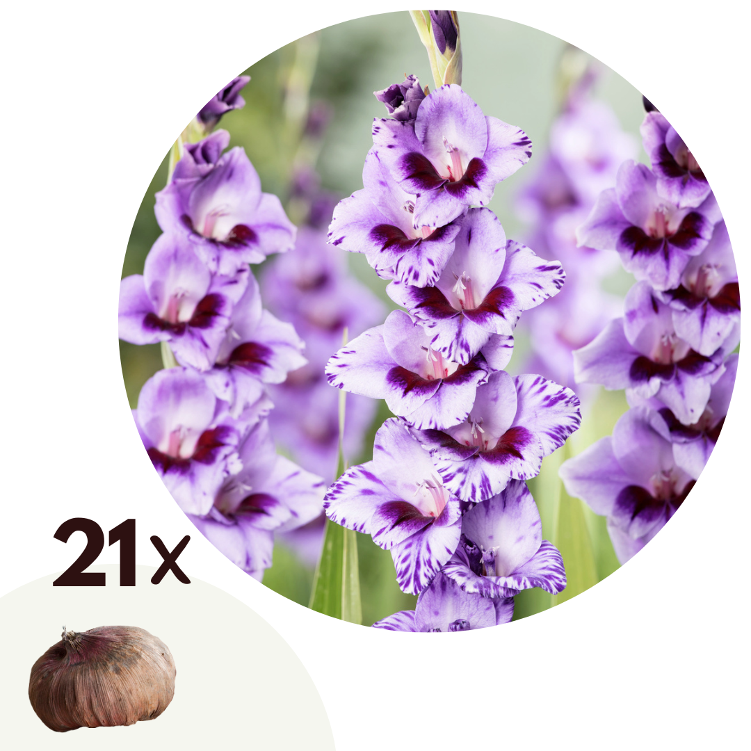 Sword Lily - 21 pcs. - Gladiolus 'Passos' - Flower Bulbs - Purple ...