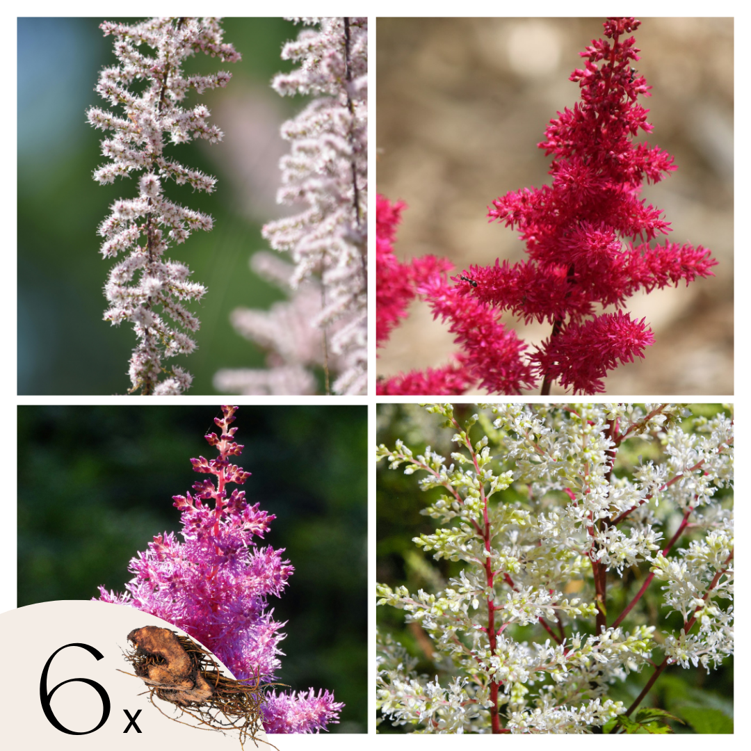 False Goat's Beard - 6 pcs. - Astilbe - Root balls – Plant in a Box UK