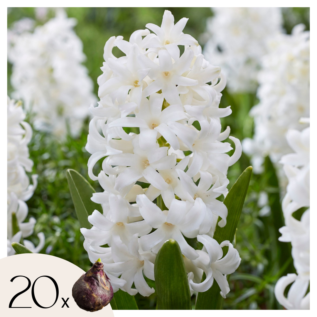 Hyacinth - 20 pcs. - Hyacinthus 'Carnegie' - Flower Bulbs - White ...