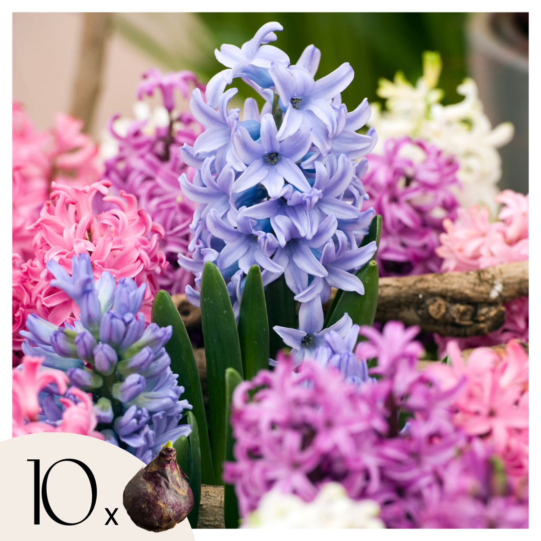 Hyacinth - 10 pcs. - Hyacinthus - Flower Bulbs – Plant in a Box UK