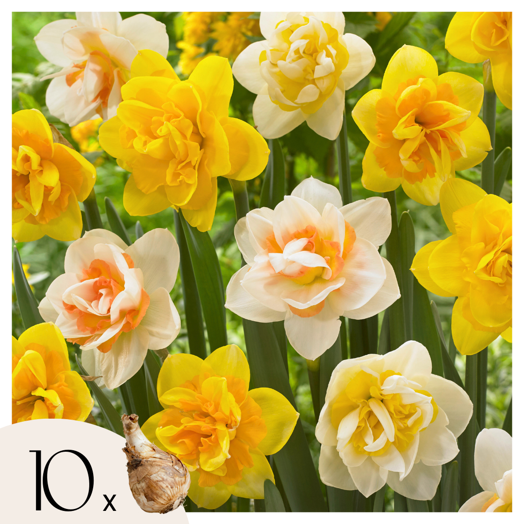 Daffodil bulbs - 10 pcs. - Narcissus 'Double Mix' - Flower Bulbs ...