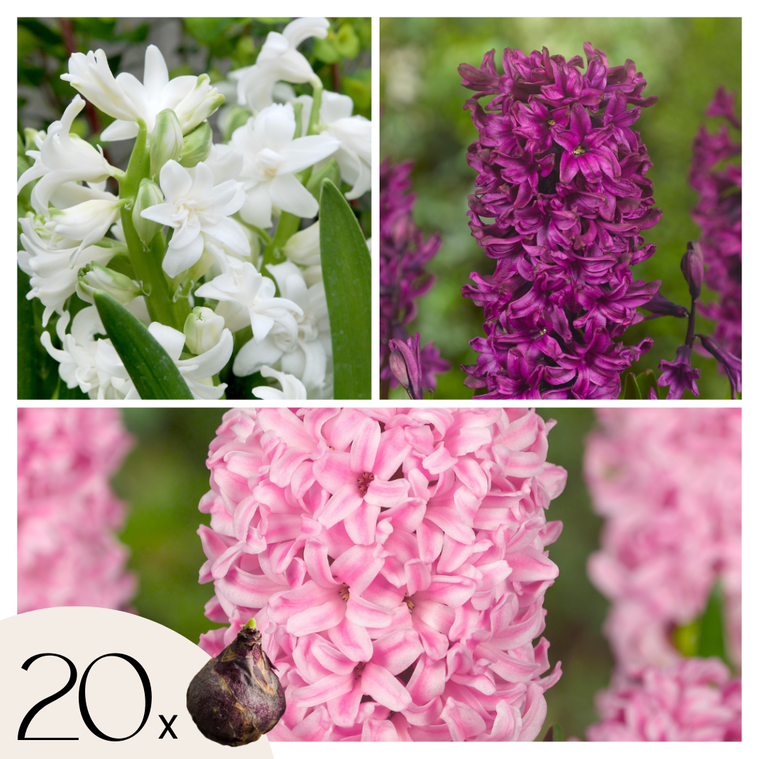 Hyacinth - 20 pcs. - Hyacinthus - Flower Bulbs – Plant in a Box UK