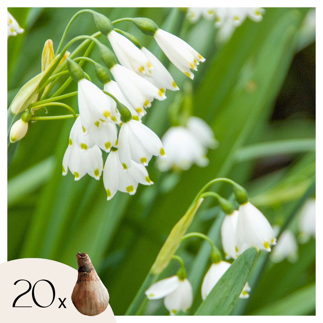 Summer Snowflake - 20 pcs. - Leucojum aestivum - Flower Bulbs - White ...