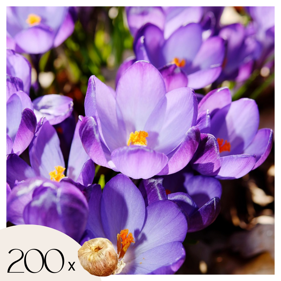 Crocus bulbs - 200 pcs. - Crocus 'Ruby Giant' - Flower Bulbs - Purple ...