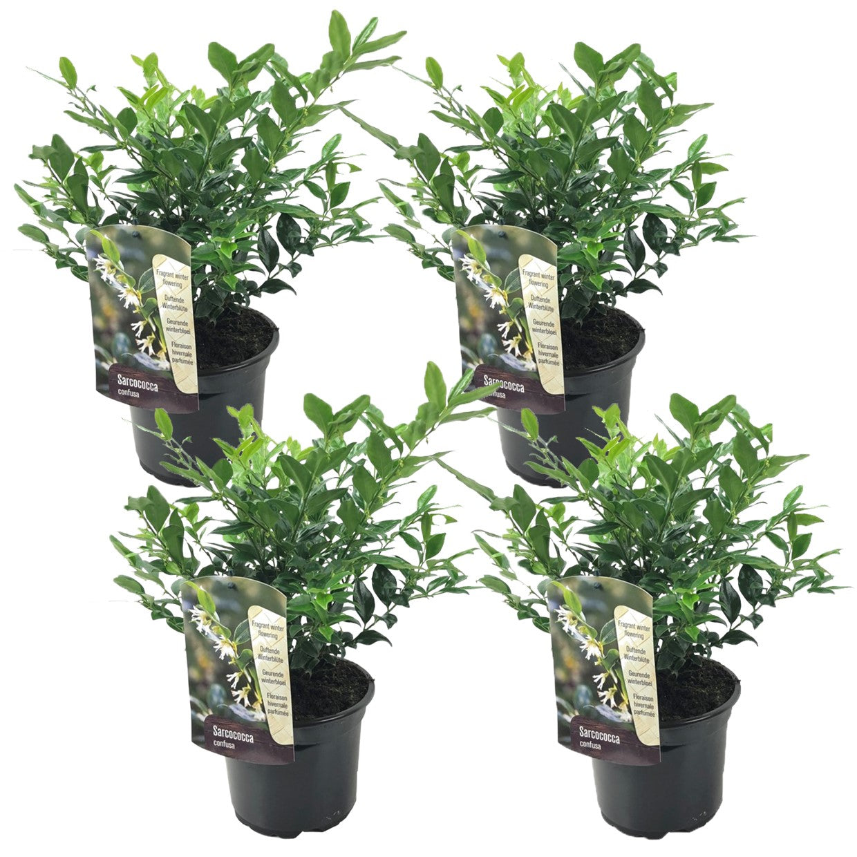 Sweet Box - 4 pcs. - Sarcococca 'Confusa' - Height 30-40cm - ⌀17cm ...