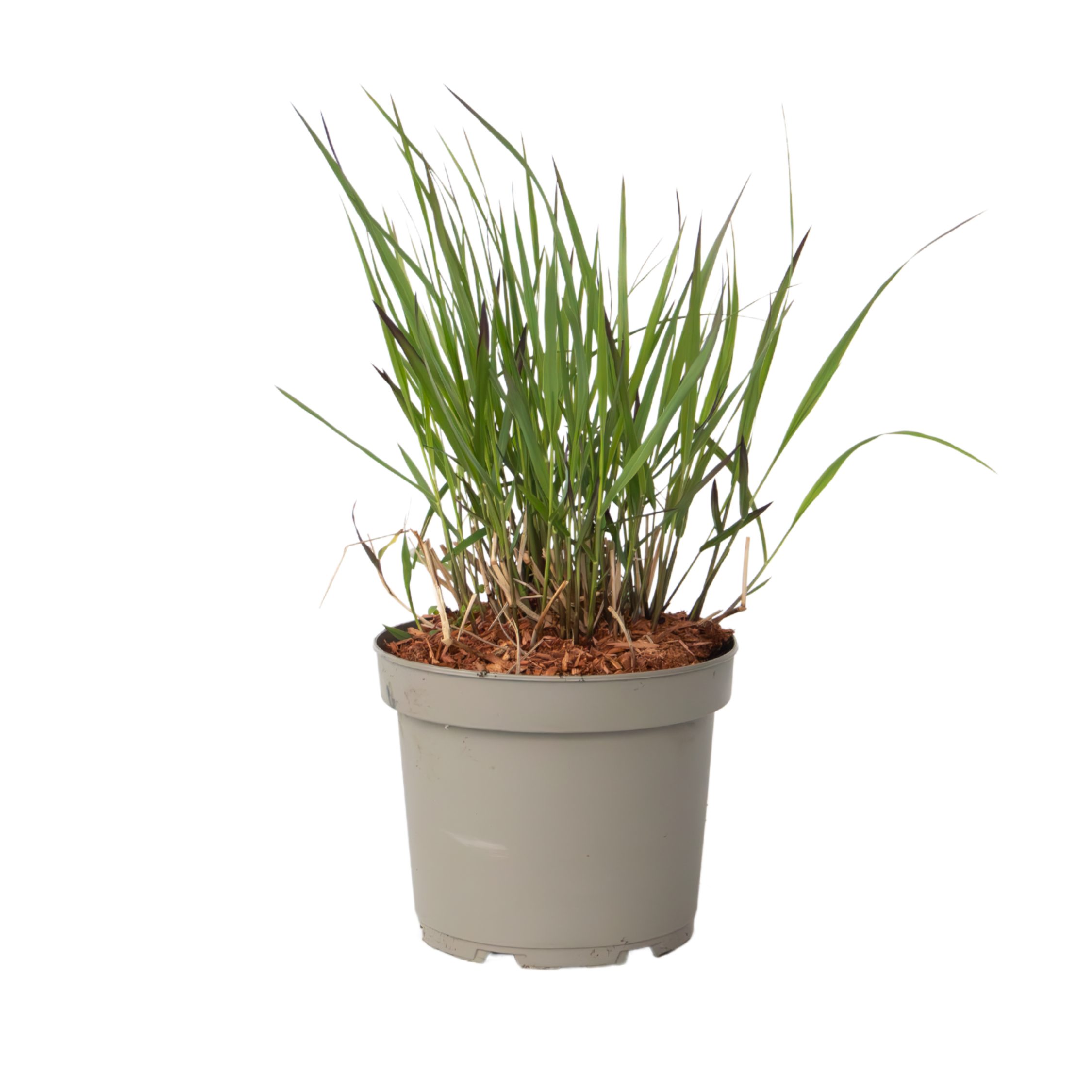 Switchgrass - Panicum Virgatum 'Squaw' - Height 40-60cm - ⌀23cm – Plant ...