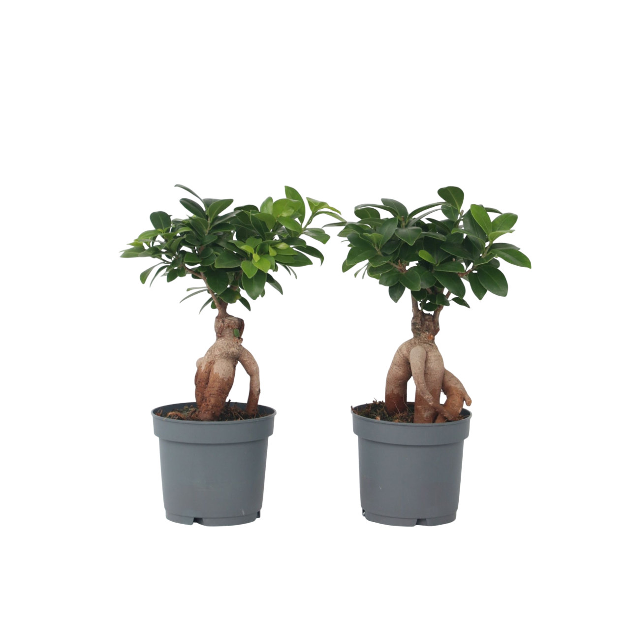 Curtain Fig - 2 pcs. - Ficus microcarpa - Height 30-40cm - ⌀12cm ...