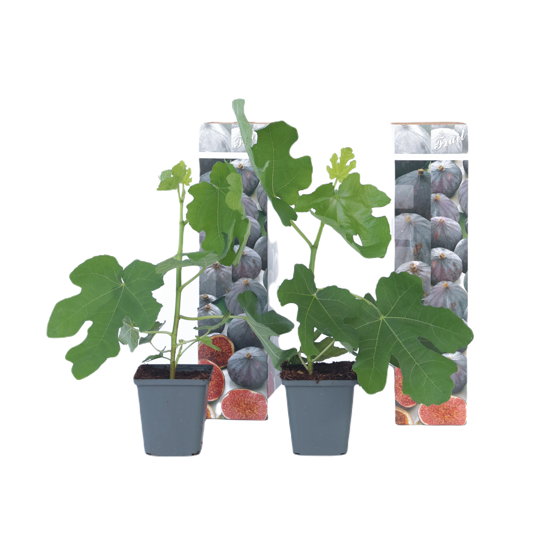 Common fig - 2 pcs. - Ficus carica 'Brown Turkey' - Height 25-40cm ...