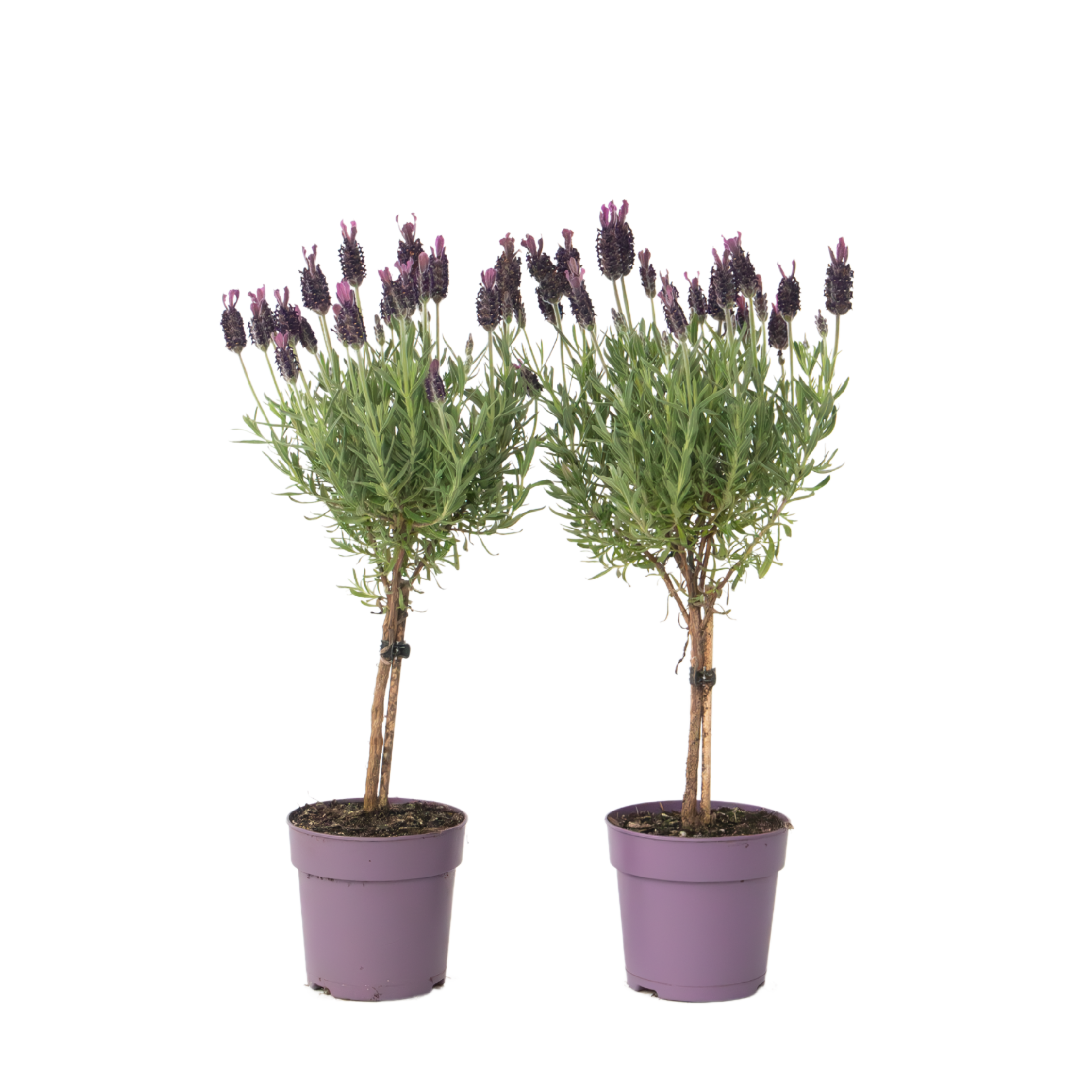 Lavender - 2 pcs. - Lavandula stoechas 'Anouk' - Height 30-40cm - ⌀12c ...