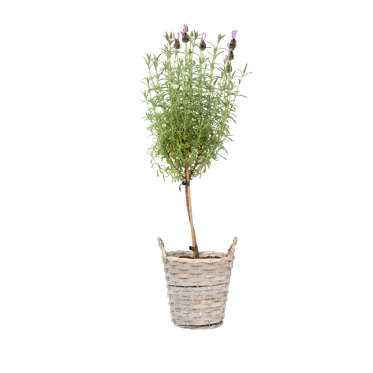 Lavender - Lavandula stoechas 'Anouk' - Height 45-55cm - ⌀15cm – Plant ...