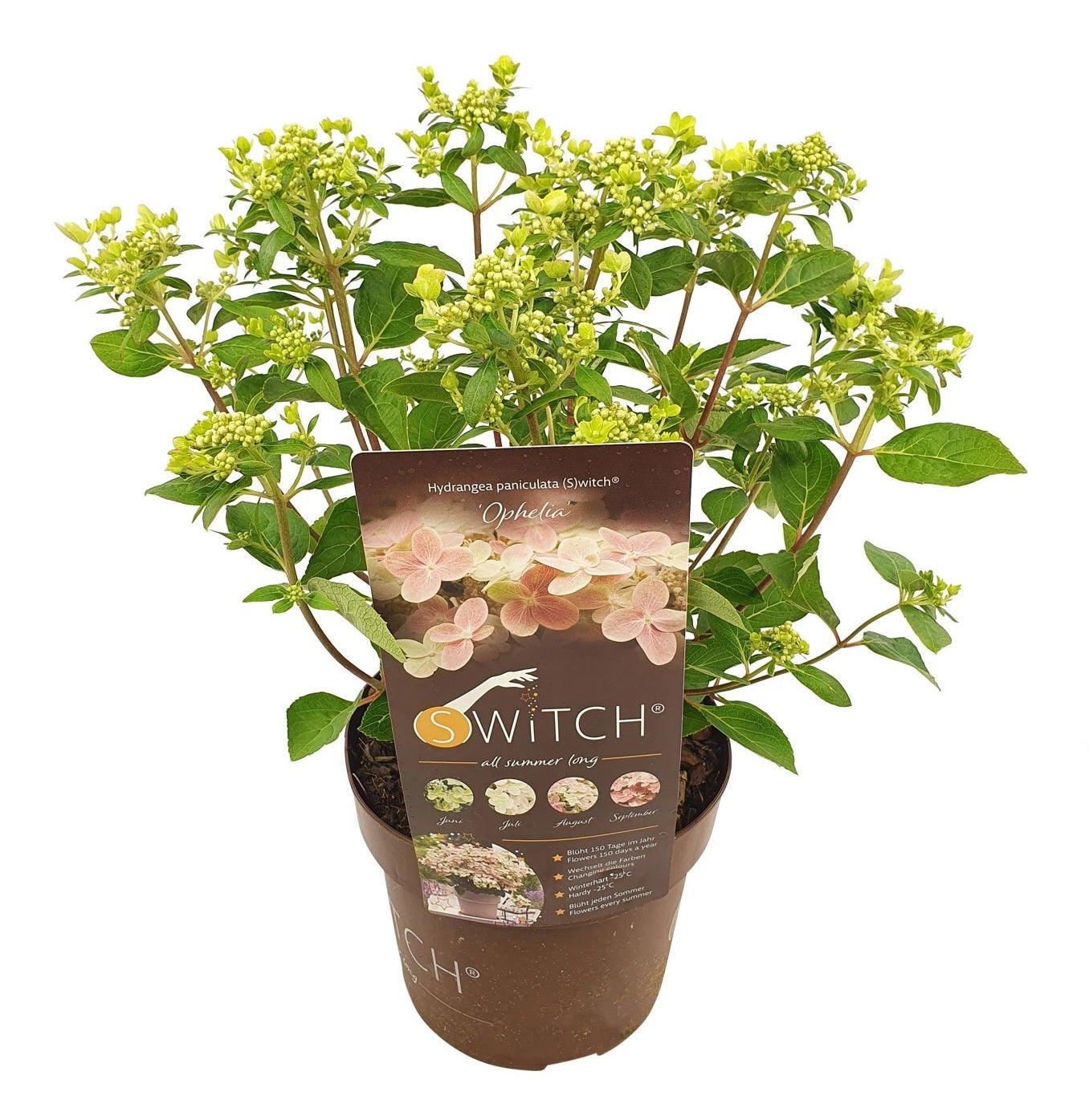 Hortensia - Hydrangea paniculata '(S)witch Ophelia' - Height 30-40cm ...