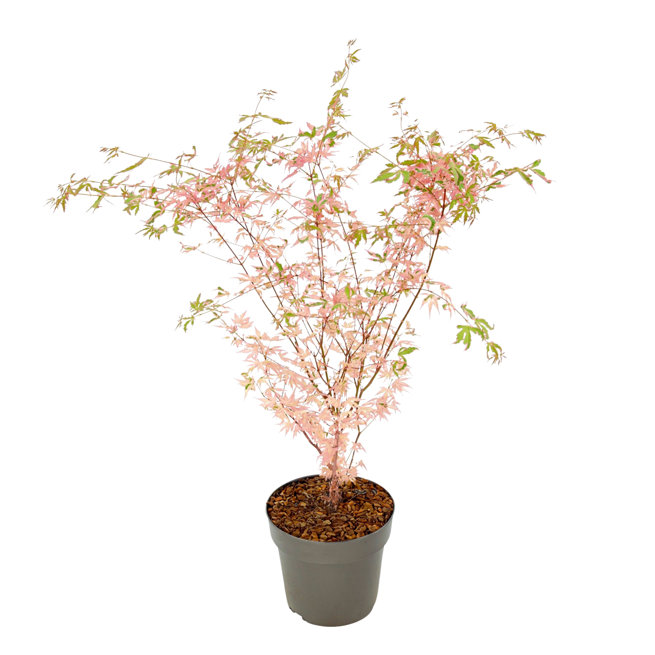 Japanese maple - Acer palmatum 'Taylor' - Height 50-60cm - ⌀19cm ...