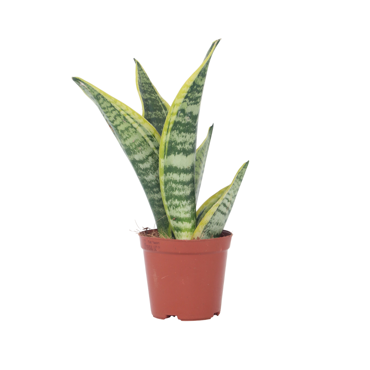 Snake plant - Sanseviera trifasciata 'Futura Superba' - Height 35-40cm ...