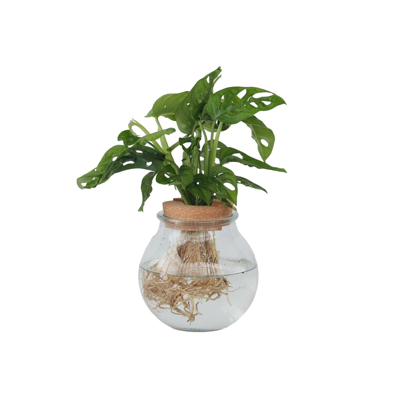 Mini Swiss Cheese Plant - Monstera 'Monkey Mask' - Height 25-35cm - ⌀2 ...