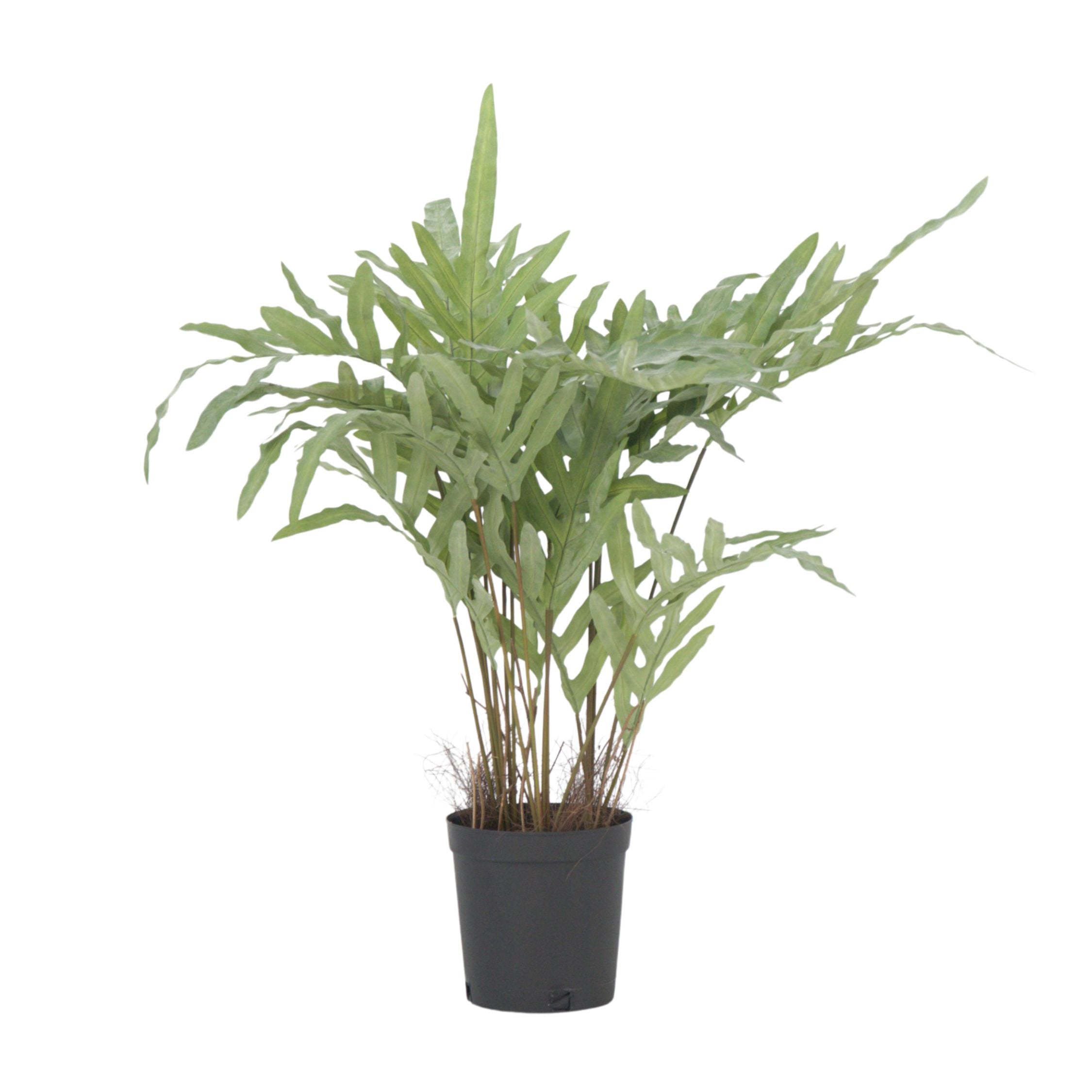 Artificial Phlebodium - Height 80cm – Plant in a Box UK