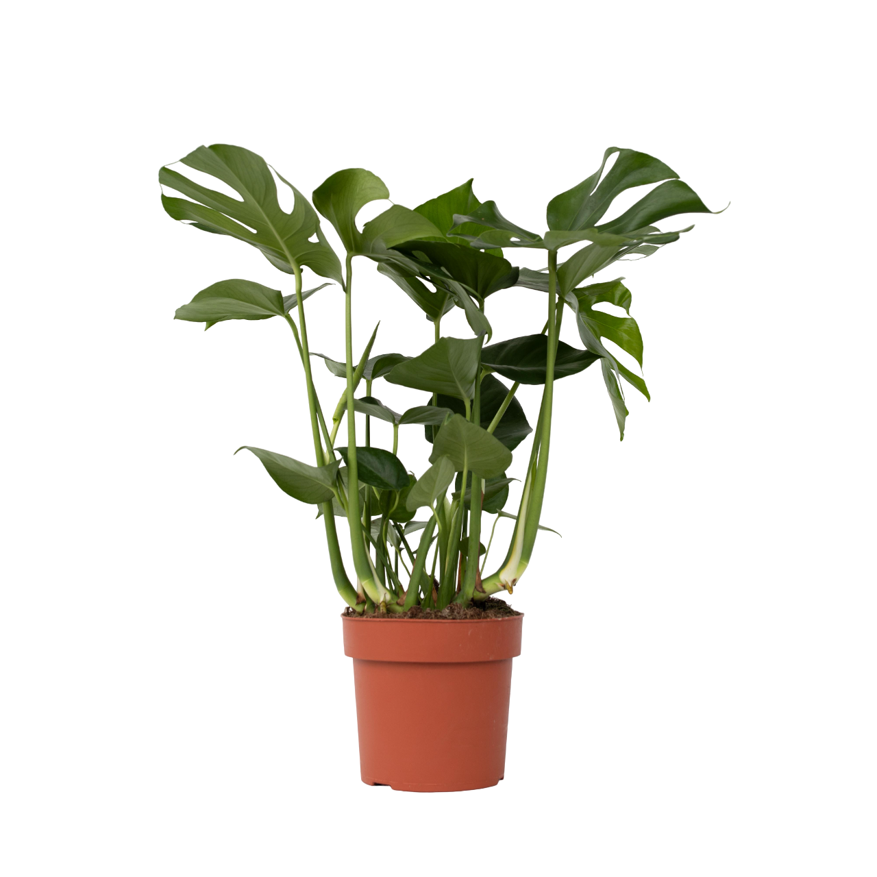 Swiss Cheese Plant - Monstera deliciosa - Height 70-80cm - ⌀21cm ...