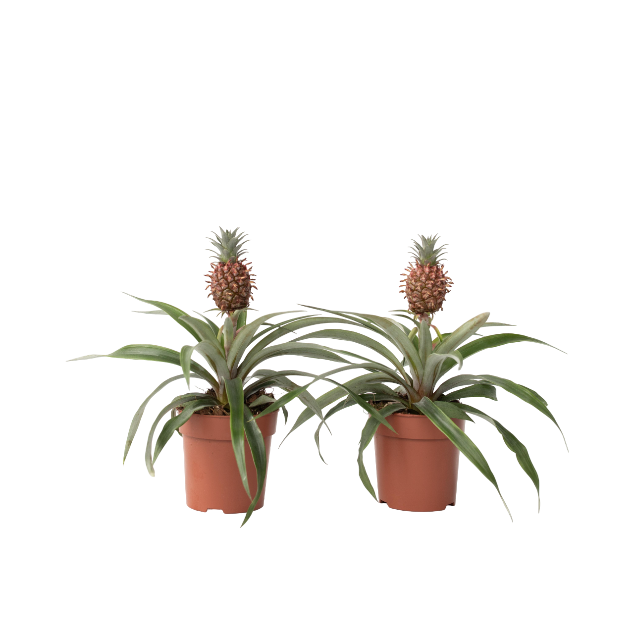 Miniature Pineapple plant - 2 pcs. - Ananas 'Mi Amigo' - Height 35-45c ...
