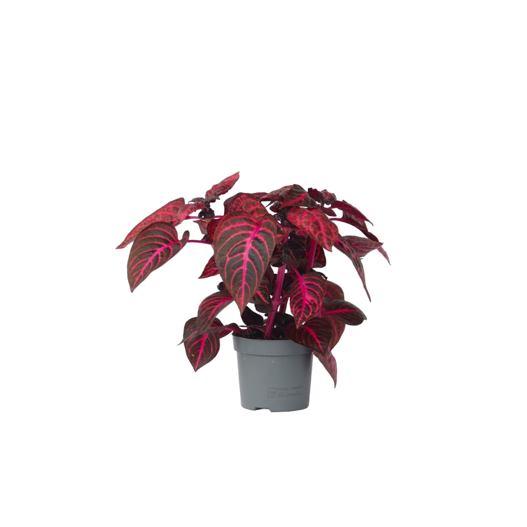 Bloodleaf plant - Iresine herbstii - Height 20-30cm - ⌀13cm – Plant in ...