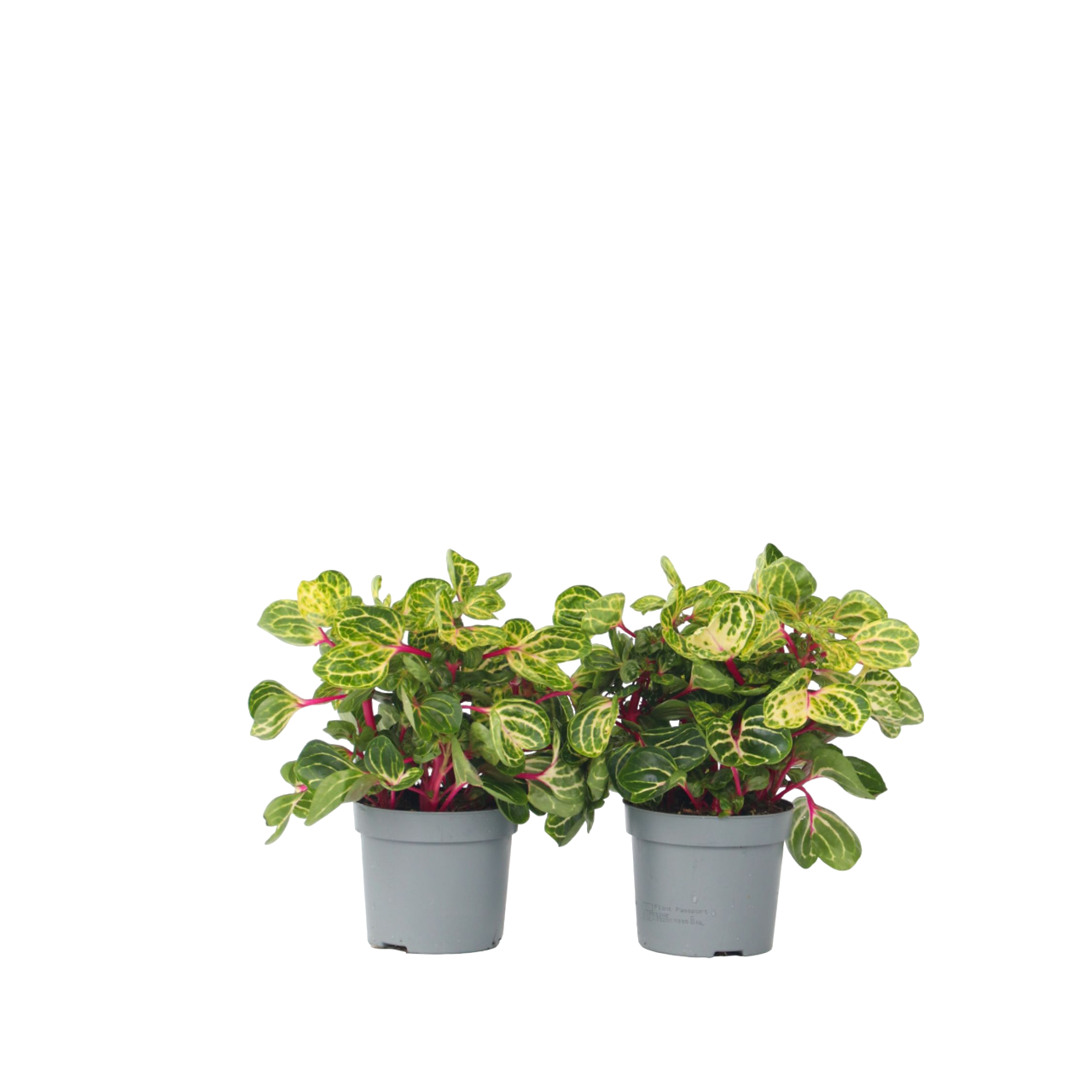 Bloodleaf plant - 2 pcs. - Iresine herbstii - Height 20-30cm - ⌀13cm ...