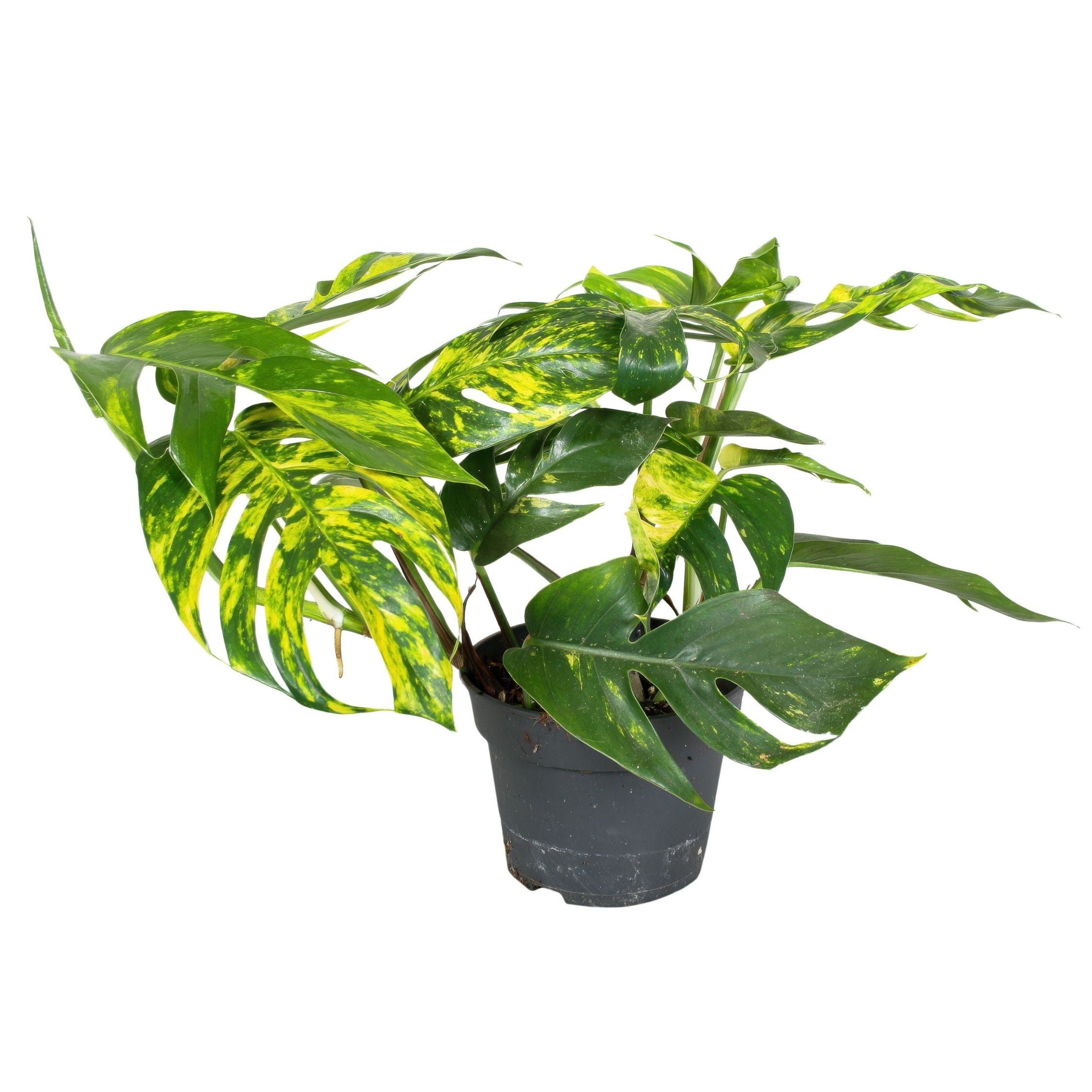 Dragon Tail Plant - Devils Ivy - Epipremnum pinnatum - Height 25-35cm ...