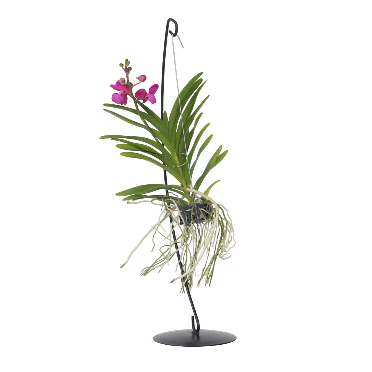 Vanda Orchid - Vanda 'Pink' - Height 45-55cm – Plant in a Box UK