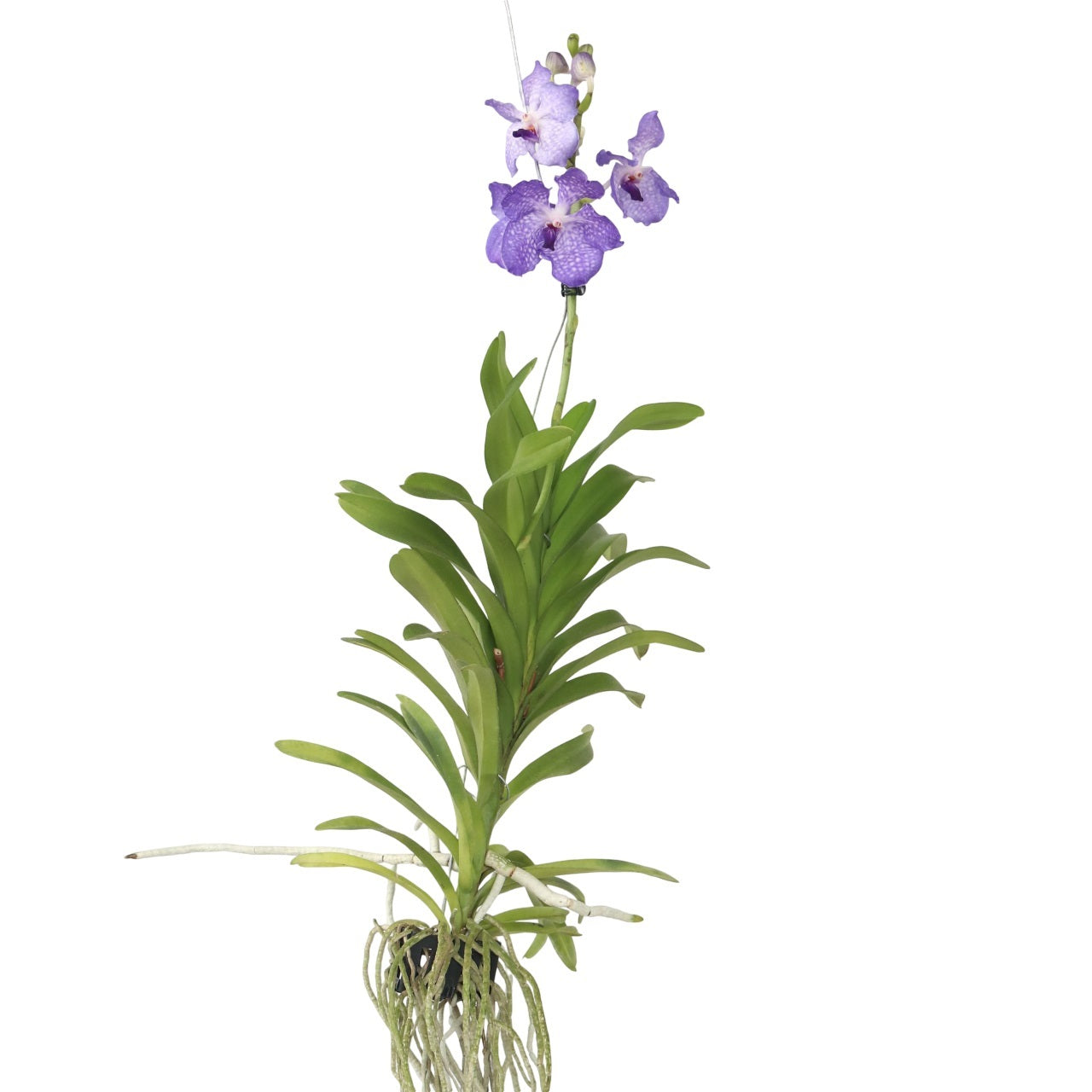 Vanda Orchid - Vanda 'New Blue' - Height 55-65cm – Plant in a Box UK